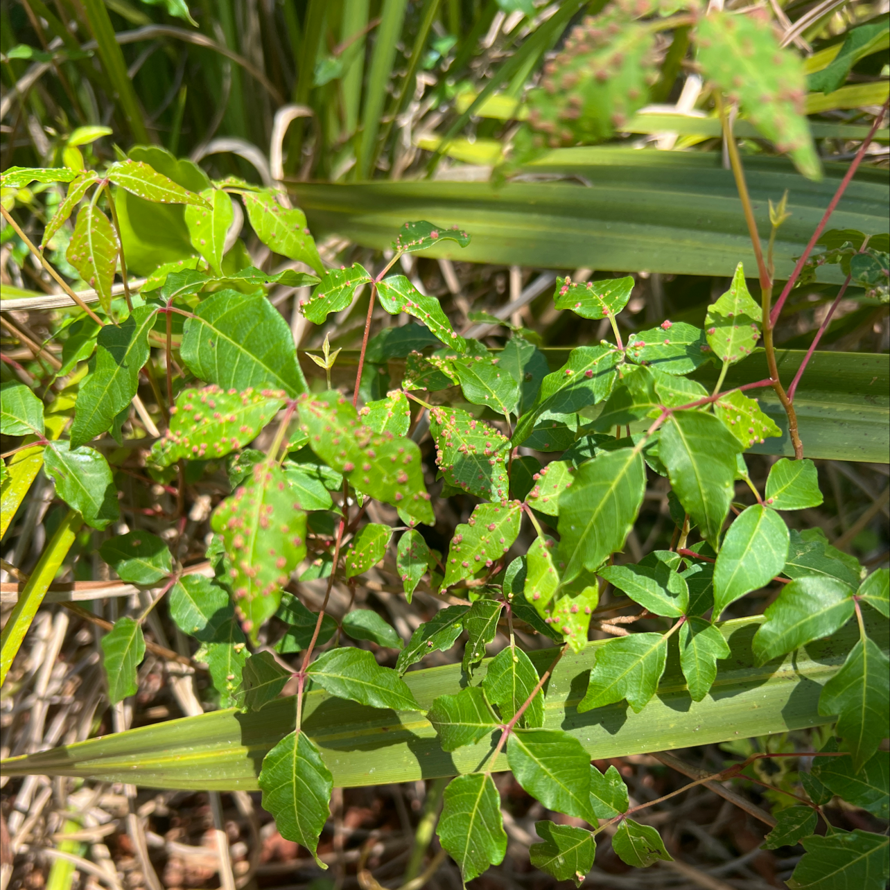 🐛 What To Do About Bugs on My Poison Ivy?