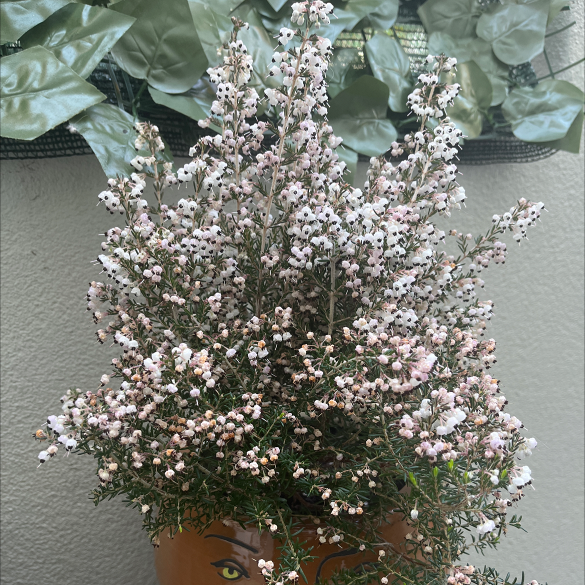 Erica Rosea Plant Care: Water, Light, Nutrients | Greg App 🌱