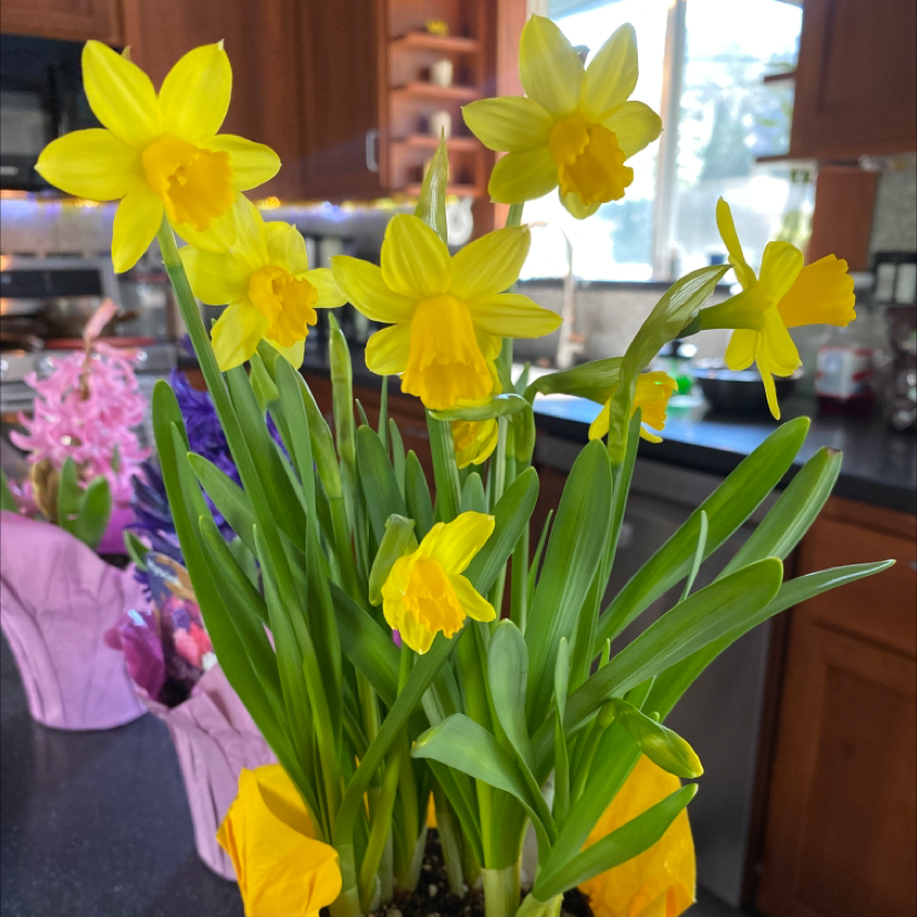 🌼 When and Where Should I Trim My Daffodil?