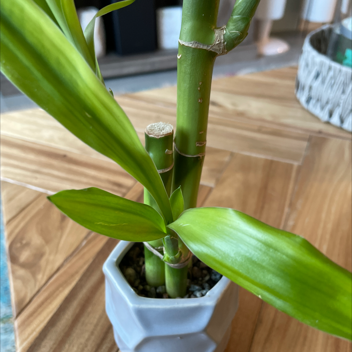 Propagating My Common Bamboo: Step-by-Step Guide