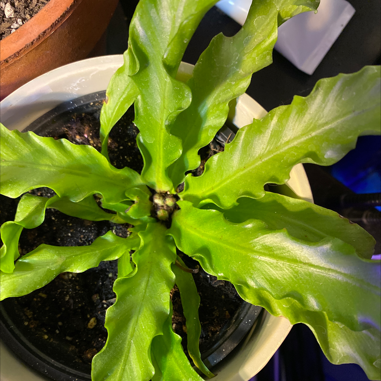 🐛 What To Do About Bugs on My Crispy Wave Fern?