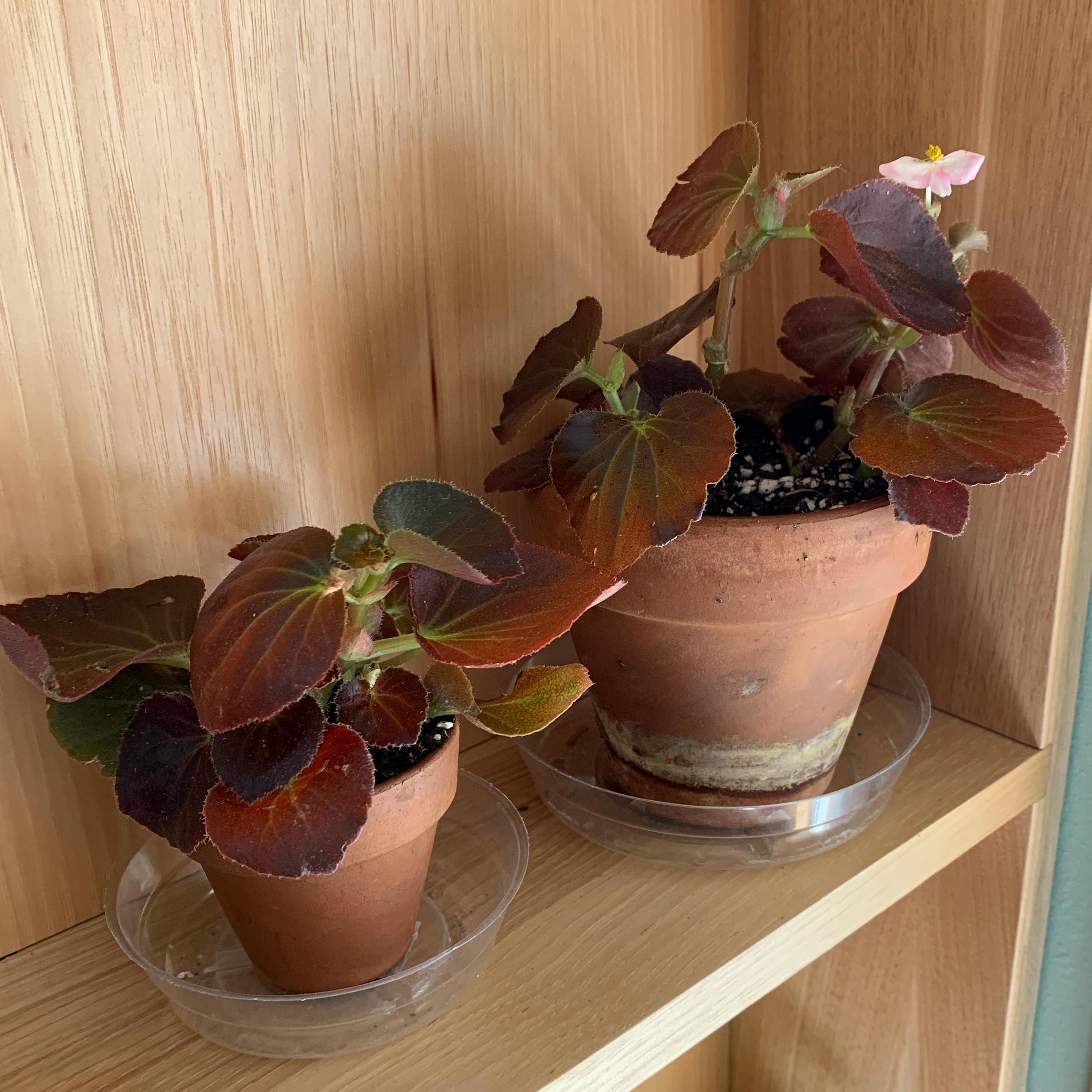 10 Benefits Of Having A Clubed Begonia