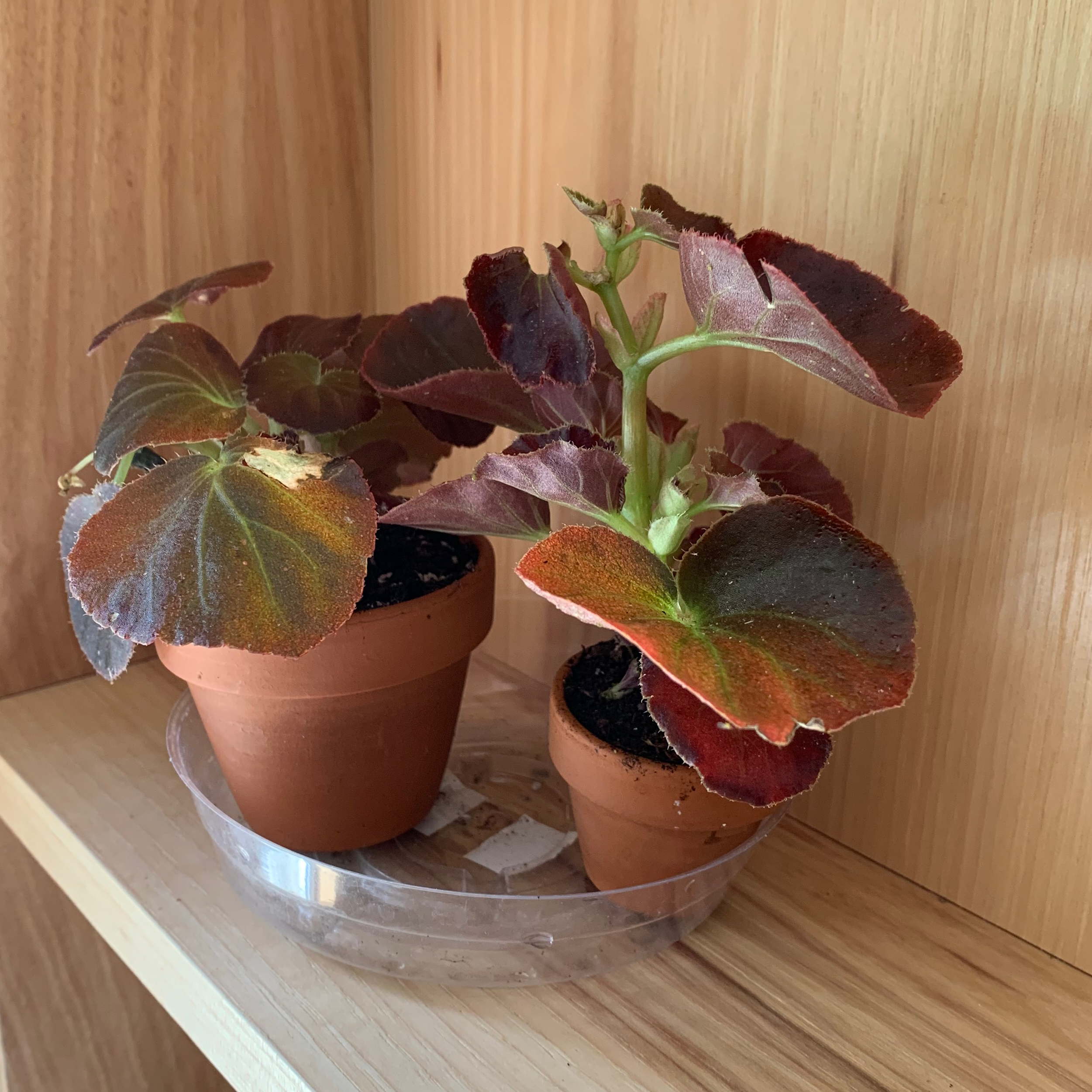 10 Benefits Of Having A Clubed Begonia