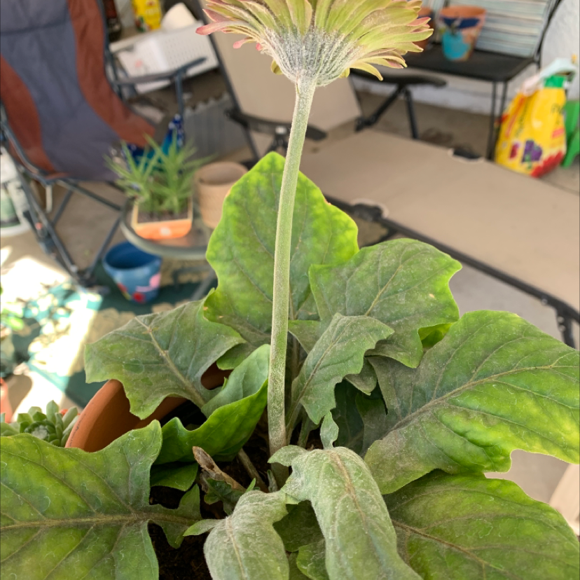 Gerbera Root Rot Solutions