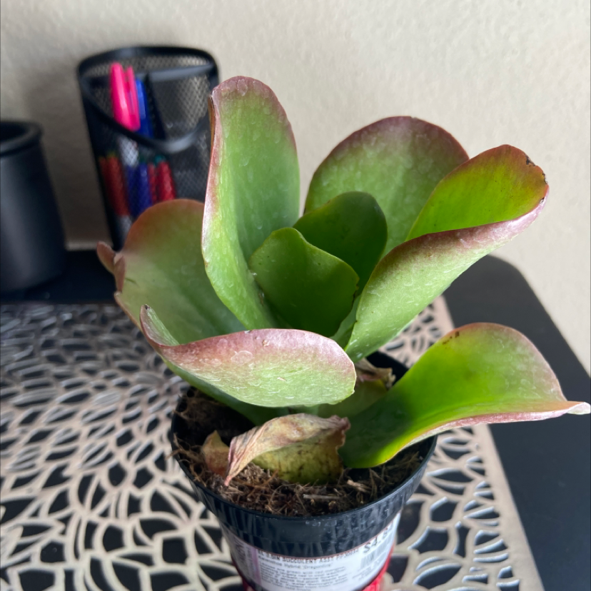 dragonfire kalanchoe root rot Solutions