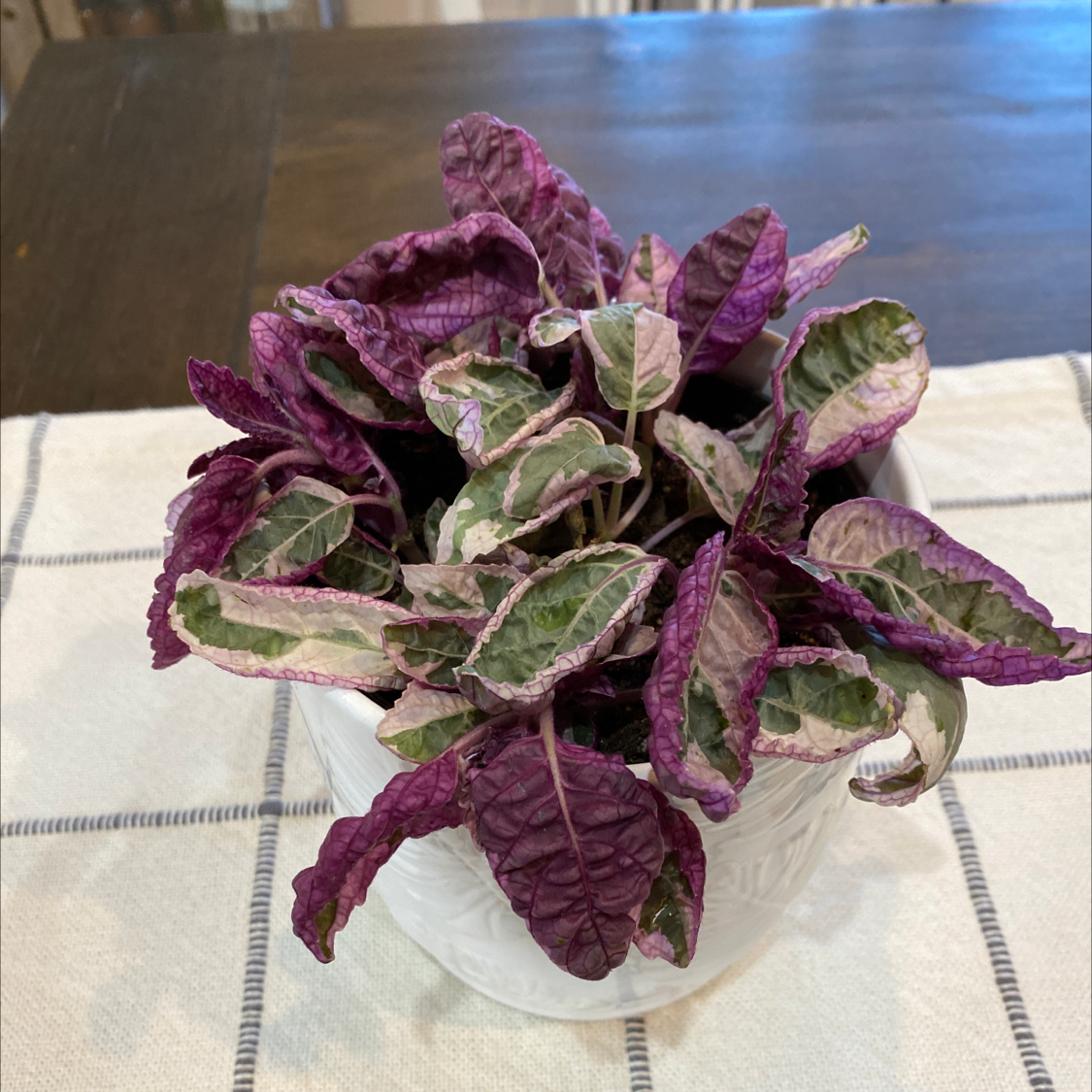 Propagating Snow White Waffle Plant: The Ultimate Guide