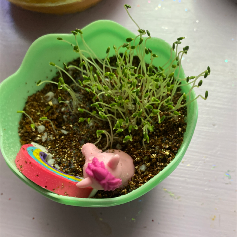 Why Are There Brown Spots on My Chia?