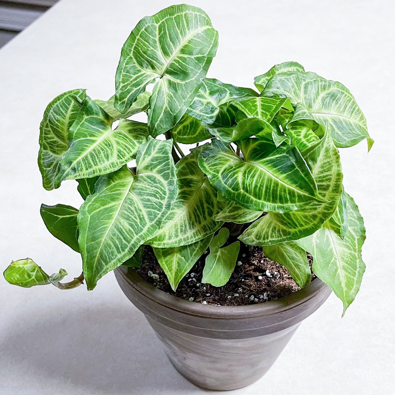 Propagating Syngonium 'Batik': The Ultimate Guide