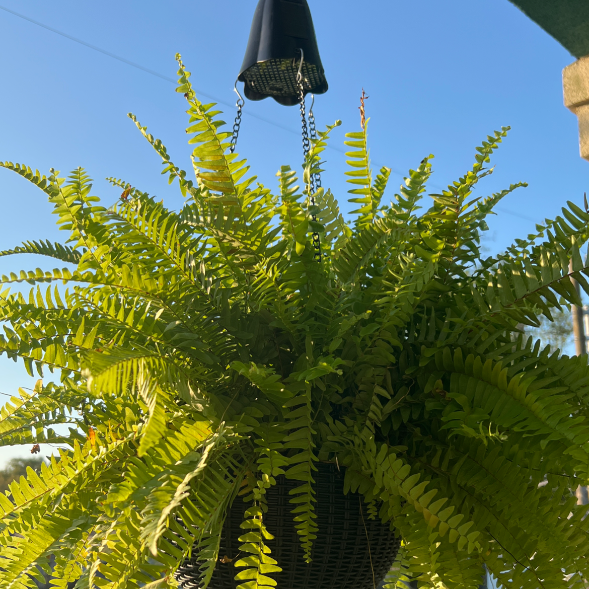 Frondo Baggins | A plant by @itsmestephanieb on Greg