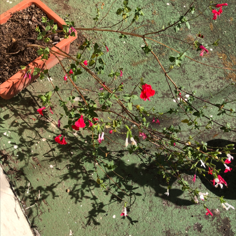 Propagating Baby Sage: The Ultimate Guide