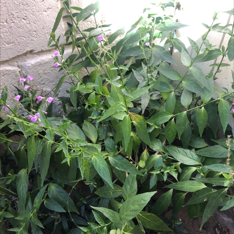 Personalized Tilo Care: Water, Light, Nutrients | Greg App