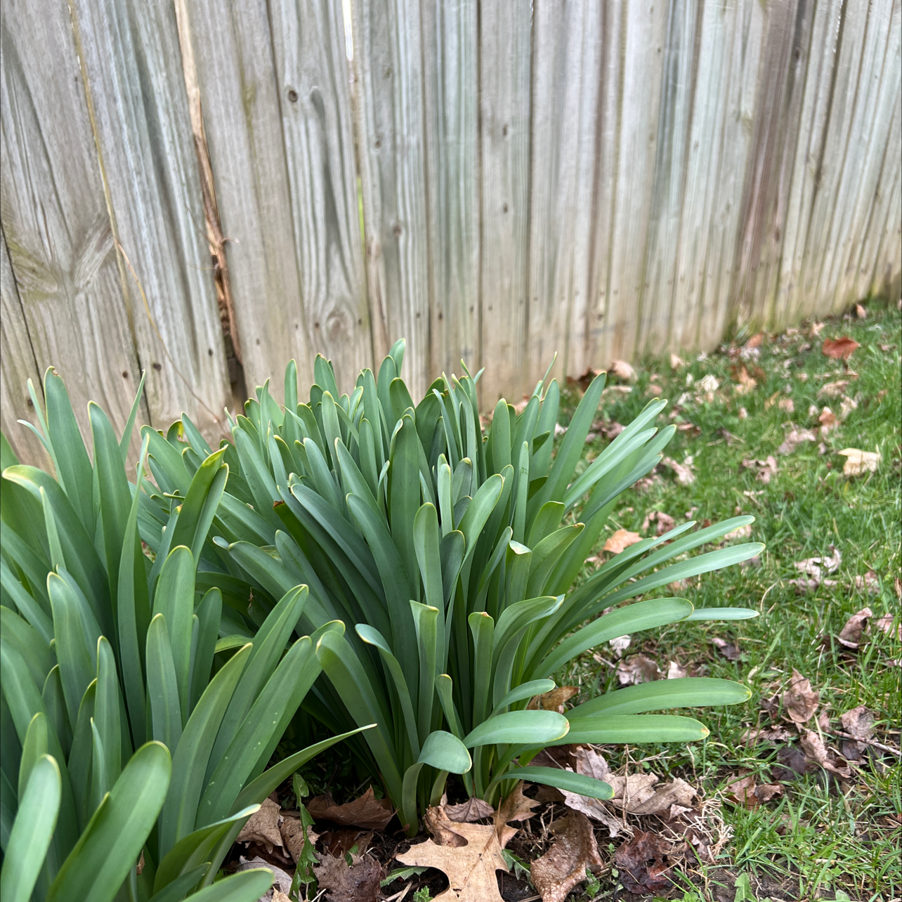 How and When Should I Cut Back My Resurrection Lily?