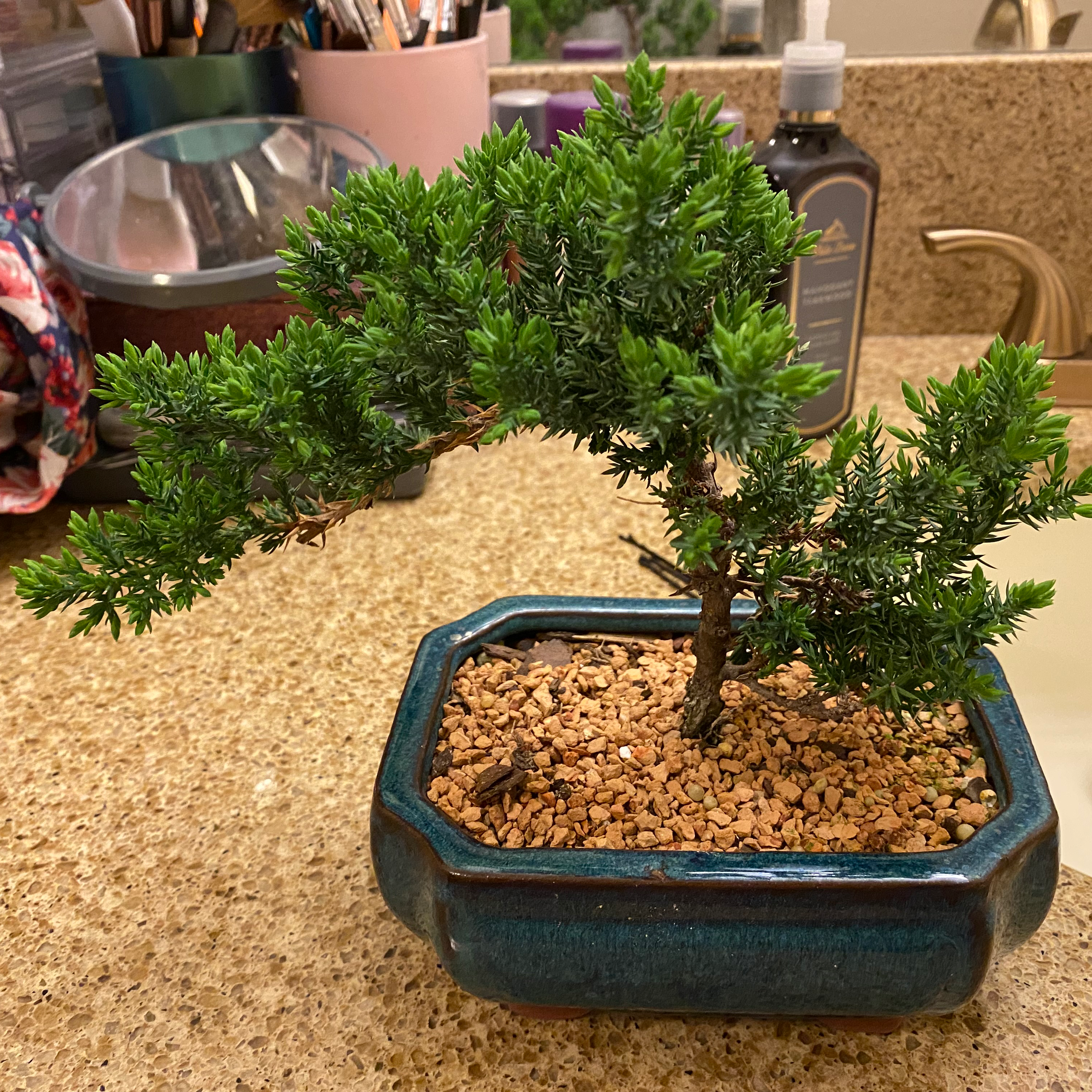 Best Potting Soil Mix for Creeping Juniper