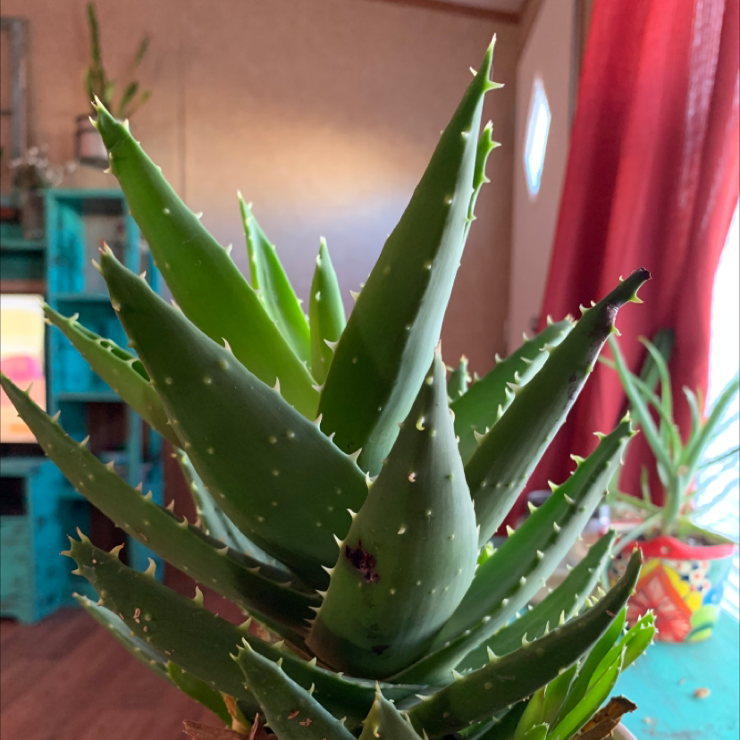 Why Are There Black Spots On My Short-leaved Aloe Leaves?