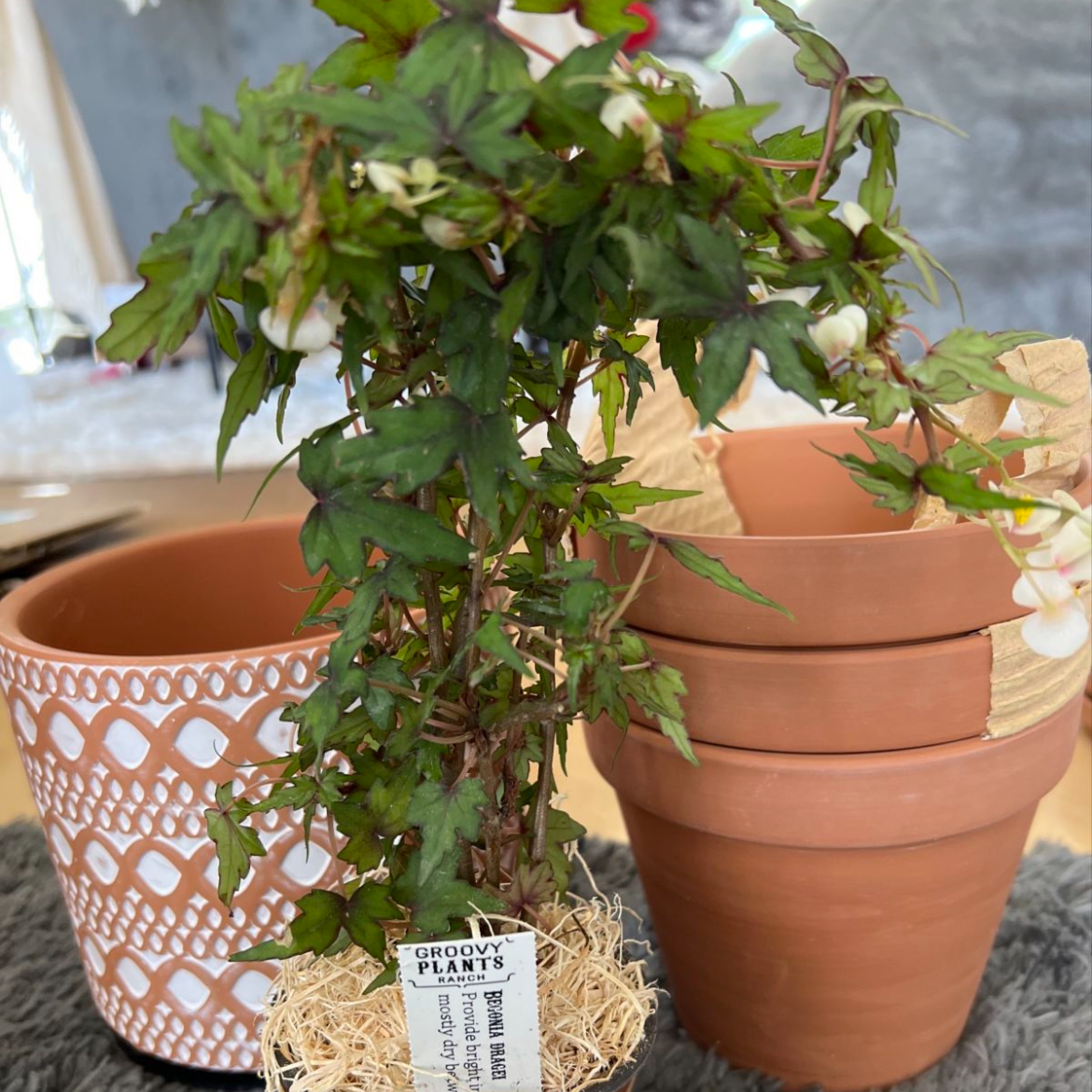 Personalized maple leaf begonia Care: Water, Light, Nutrients | Greg App