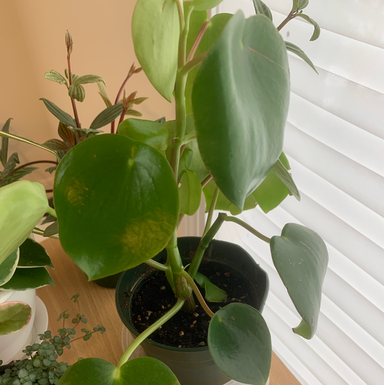 Why Is My Raindrop Peperomia Dropping Leaves?