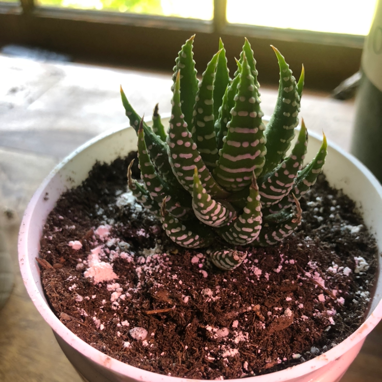 Lizard | A plant by @Soybun on Greg