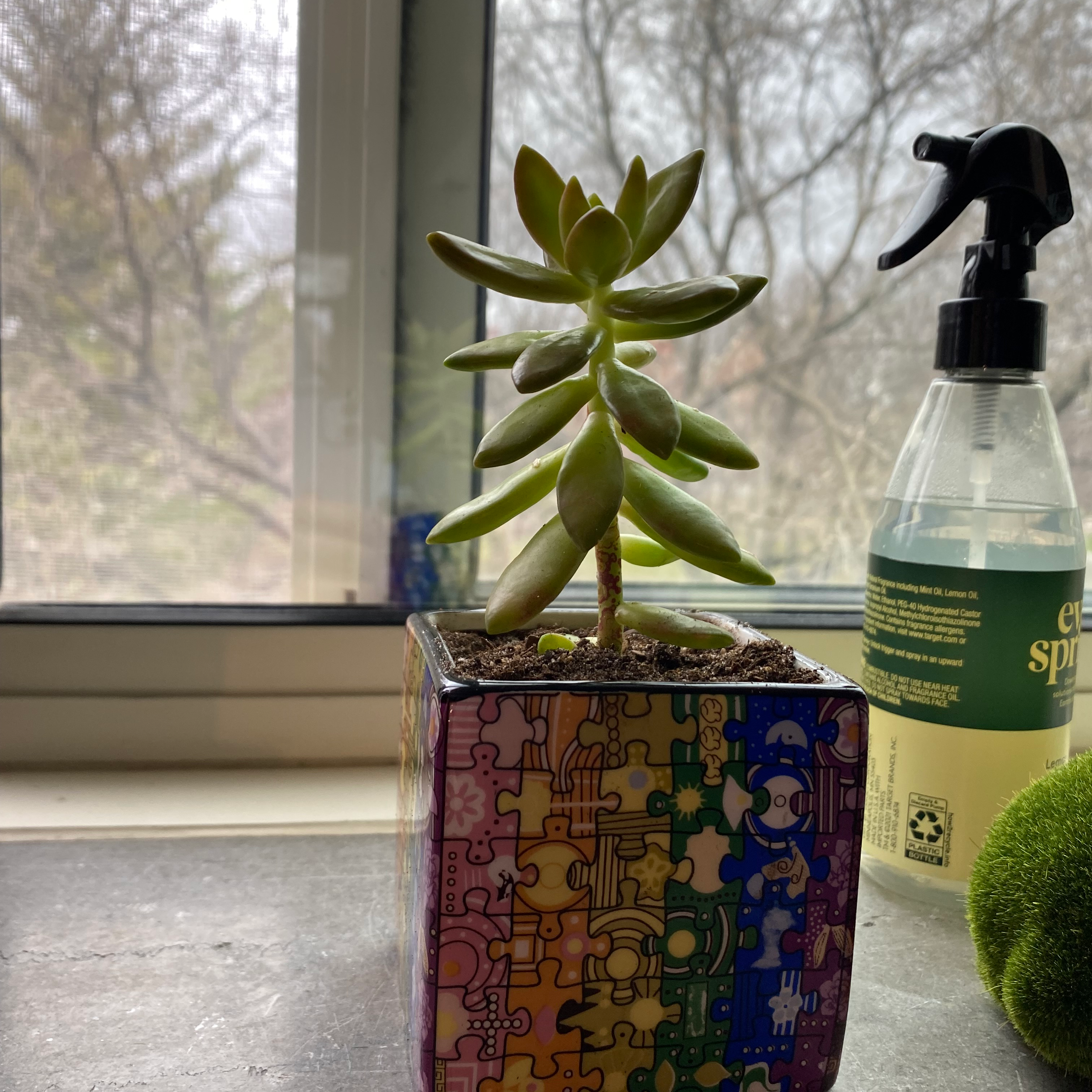 💧 Why Are My Succulent Leaves Droopy?