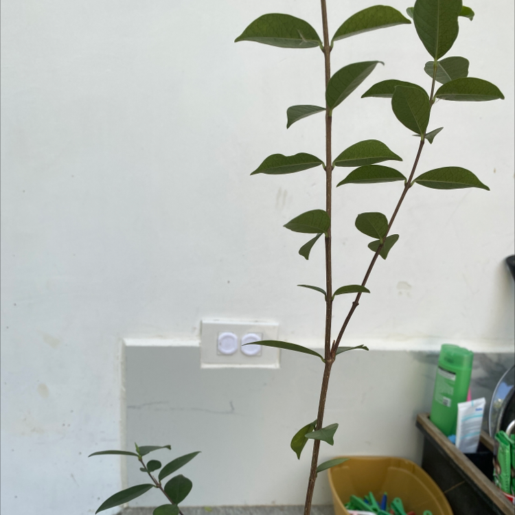 Symbolism and Benefits of the Common Myrtle