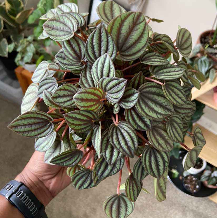 🐞 What Are The Bugs on My Piccolo banda?