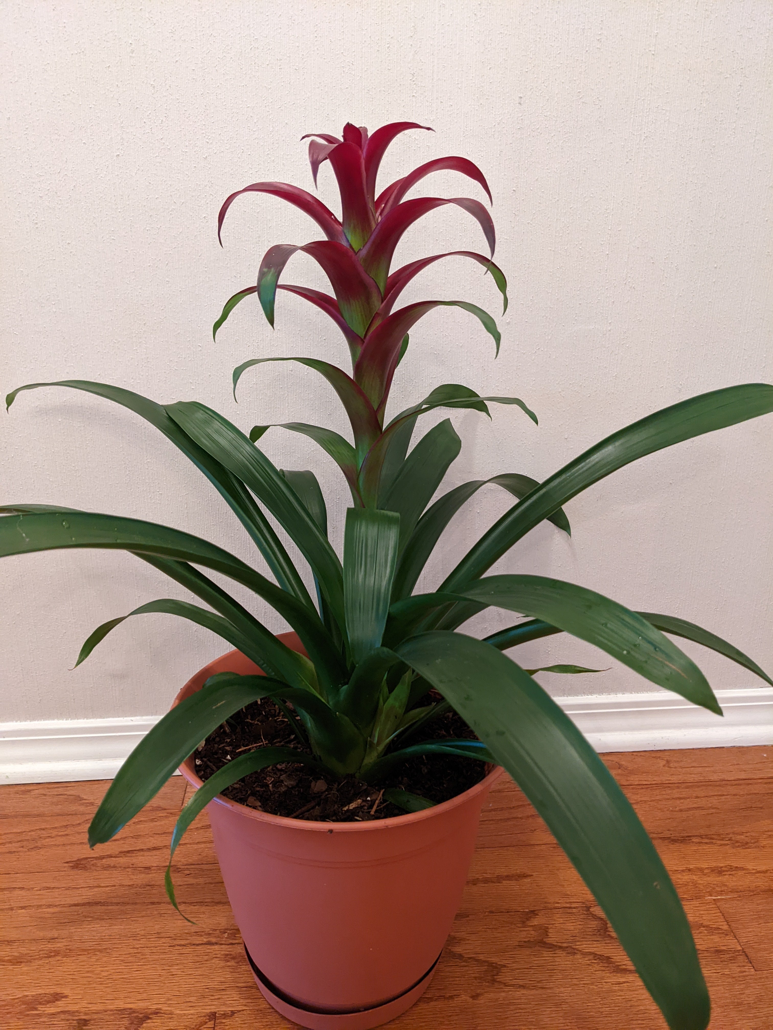 Best Soil Potting Mix for Guzmania Bromeliad