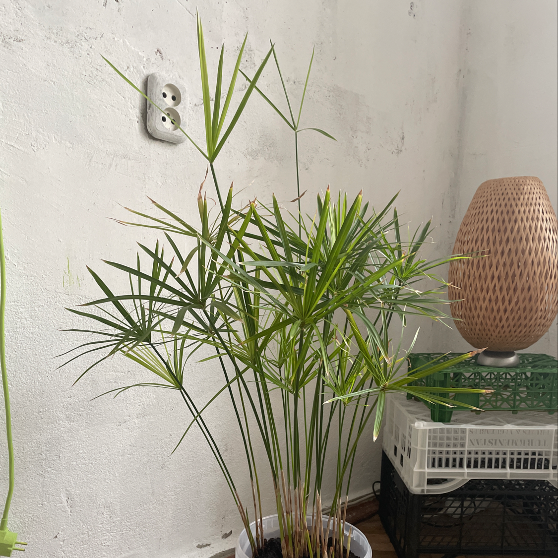 Best Soil for Umbrella Papyrus