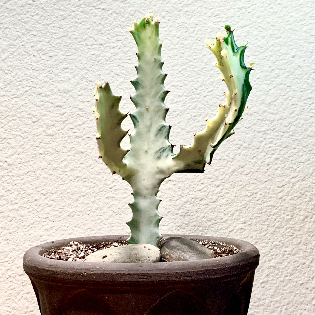 Propagating Candelabra Cactus: Step-by-Step Guide