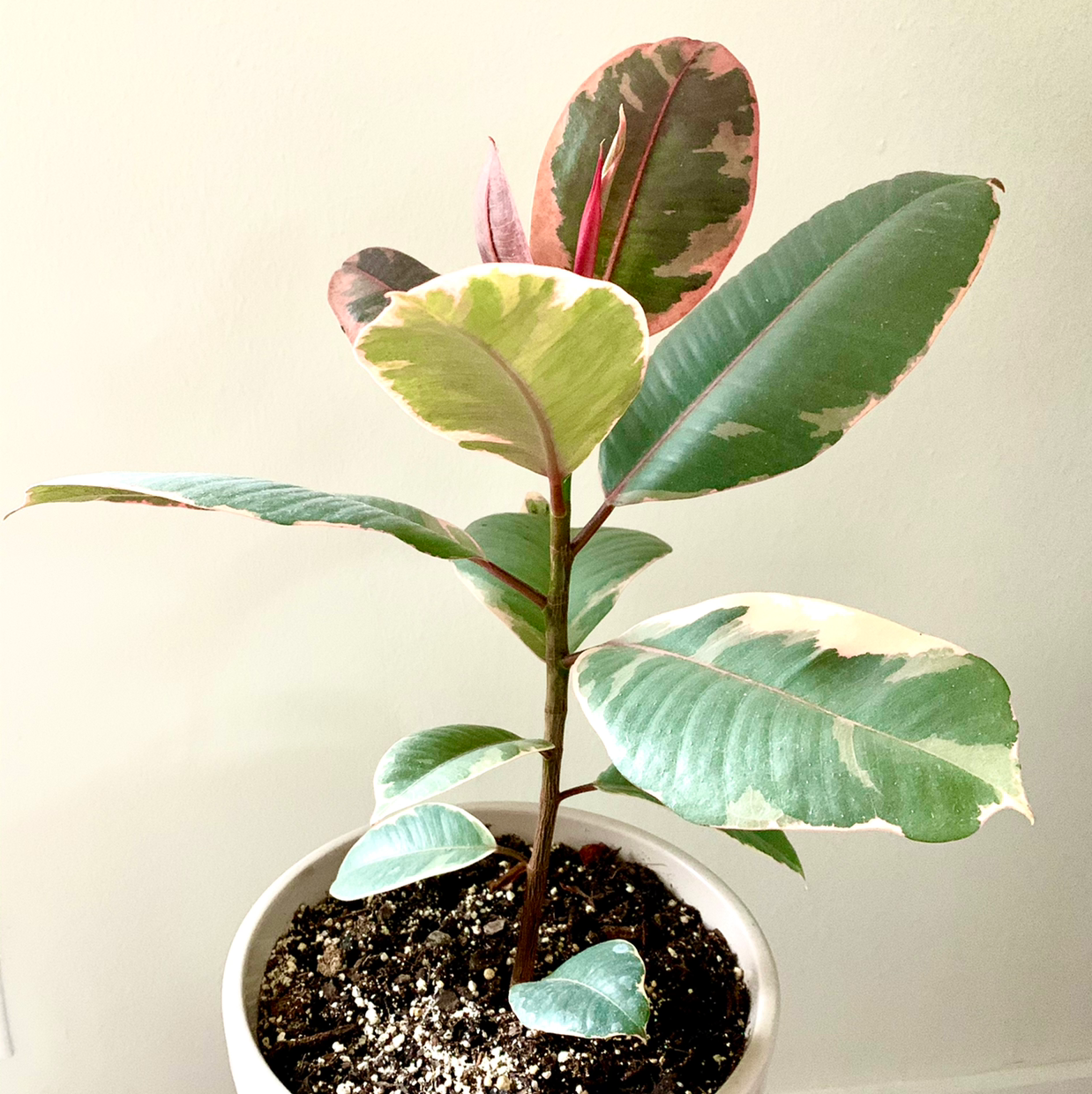 Best Potting Soil Mix for Ficus 'Ruby'