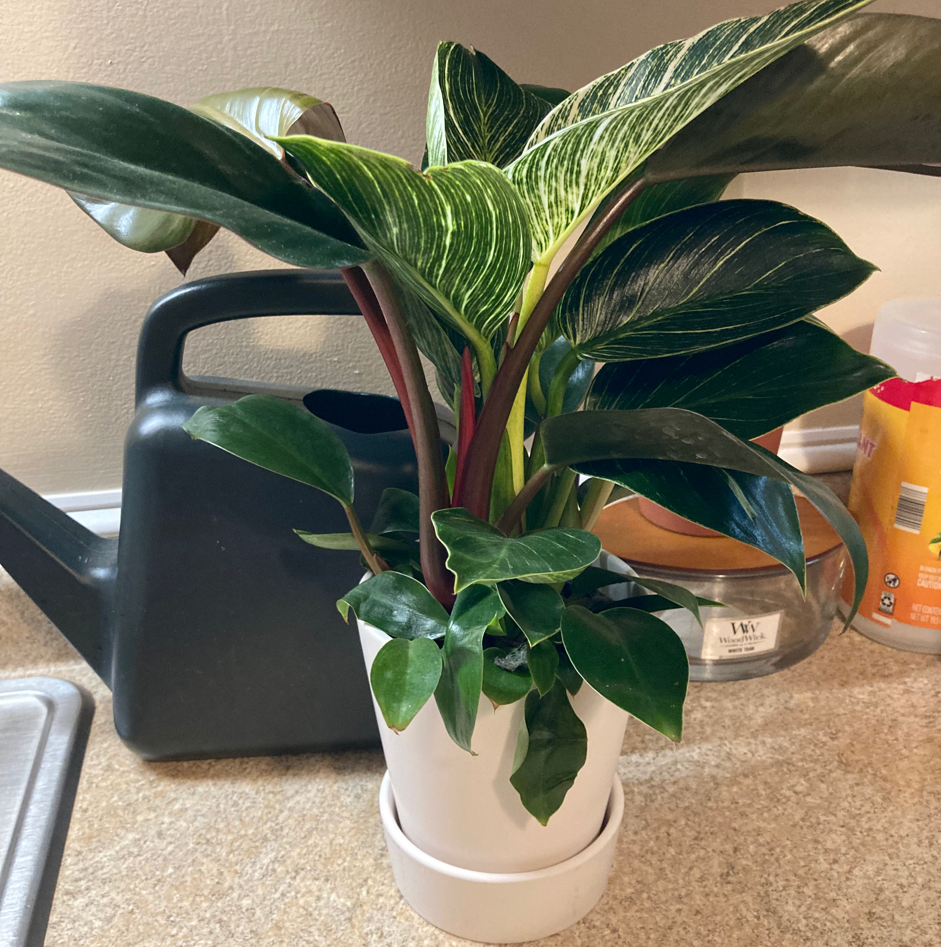 Blushing Philodendron Plant Care: Water, Light, Nutrients | Greg App 🌱
