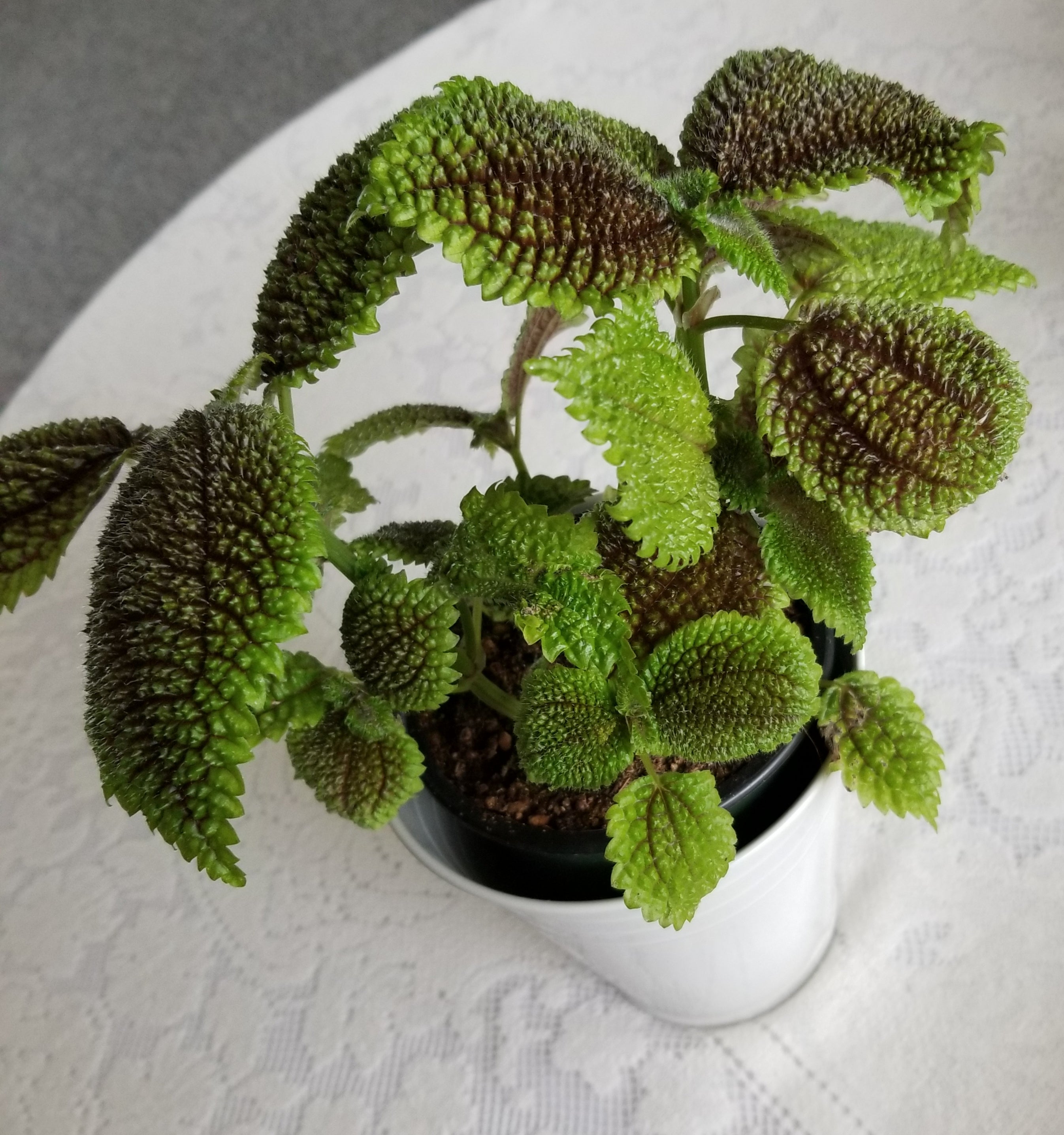 10 Advantages of Having a Pilea 'Moon Valley'