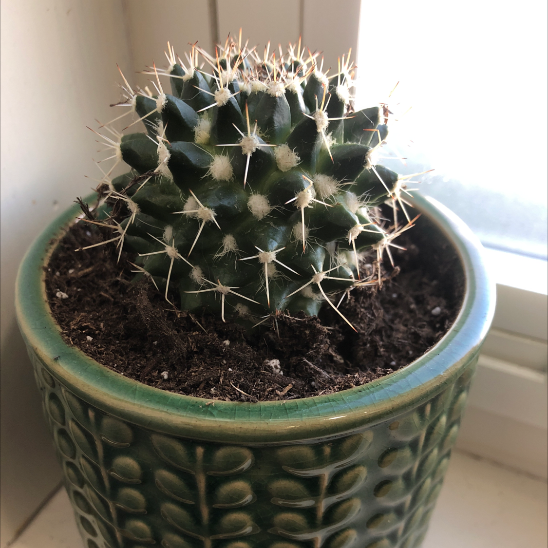 🎈 What Temperature Does My Balloon Cactus Need?
