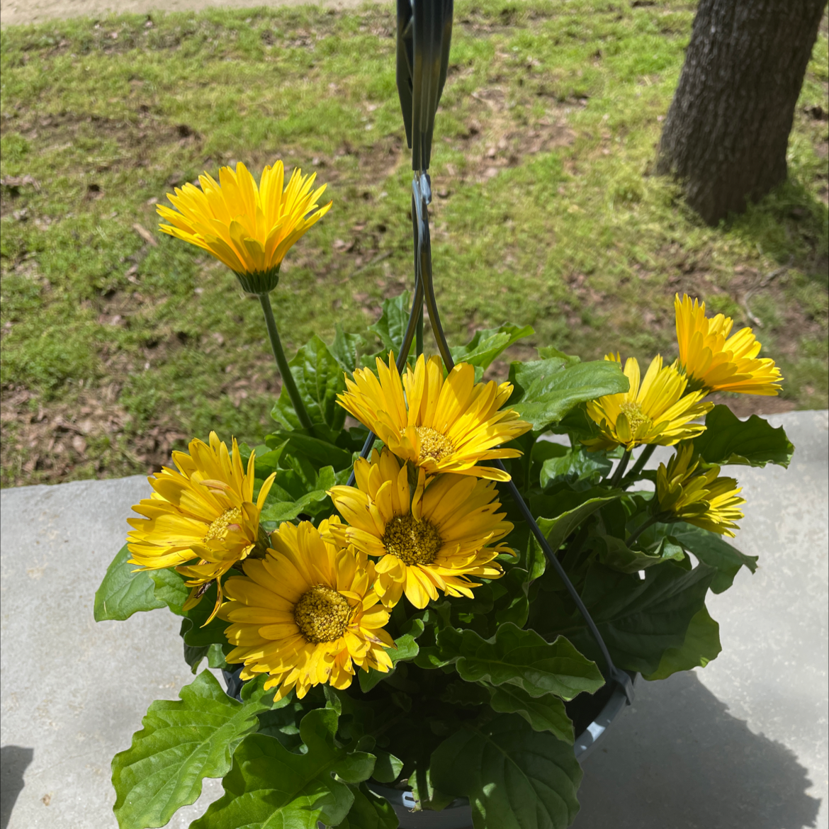 Fertilizing My Daisy