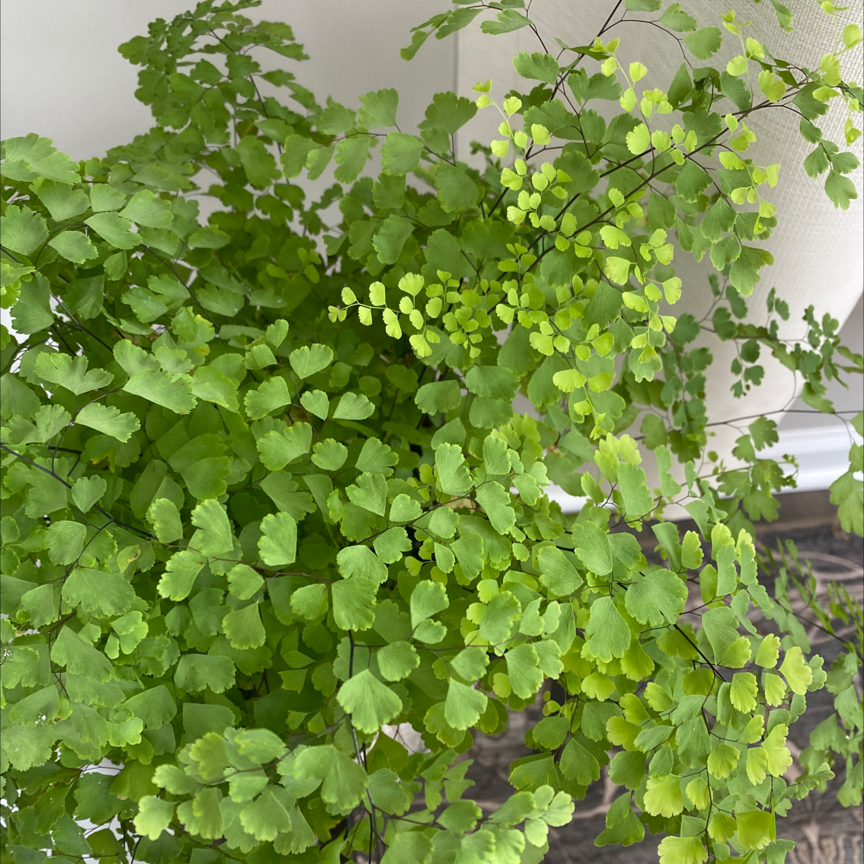 🐛 What To Do About Bugs on My Maidenhair Fern?