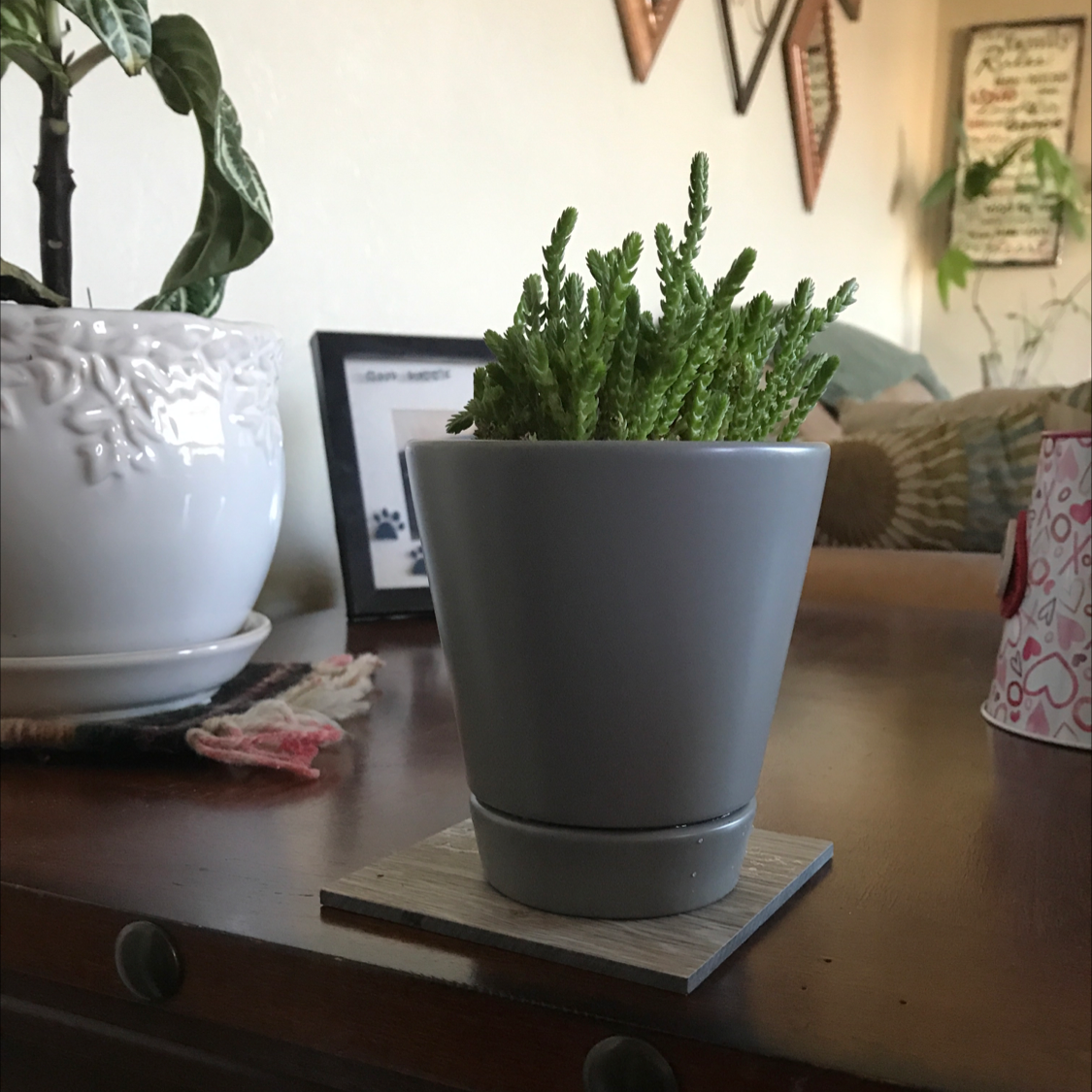 🦎 Propagating Your Lizard's Tail: Step-by-Step Guide