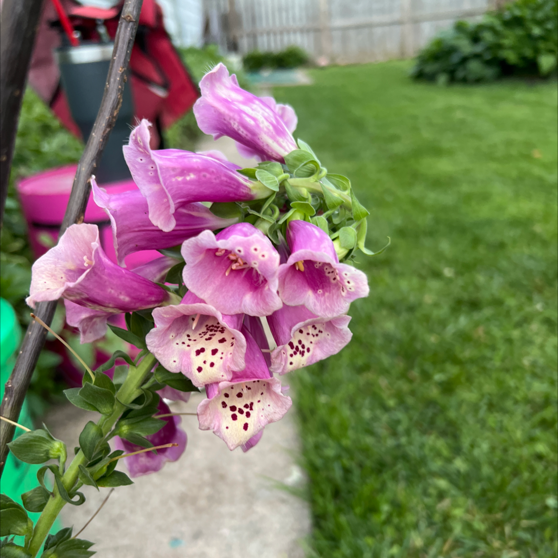 Symbolism and Benefits of the Common Foxglove