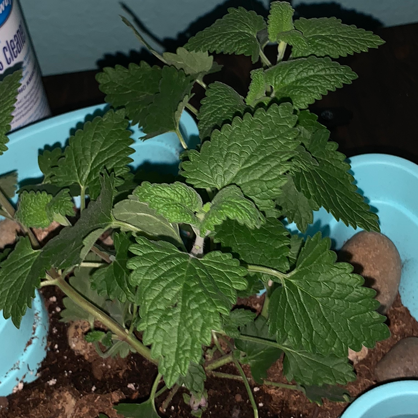 How Much Humidity Does My Catnip Need? 🐱