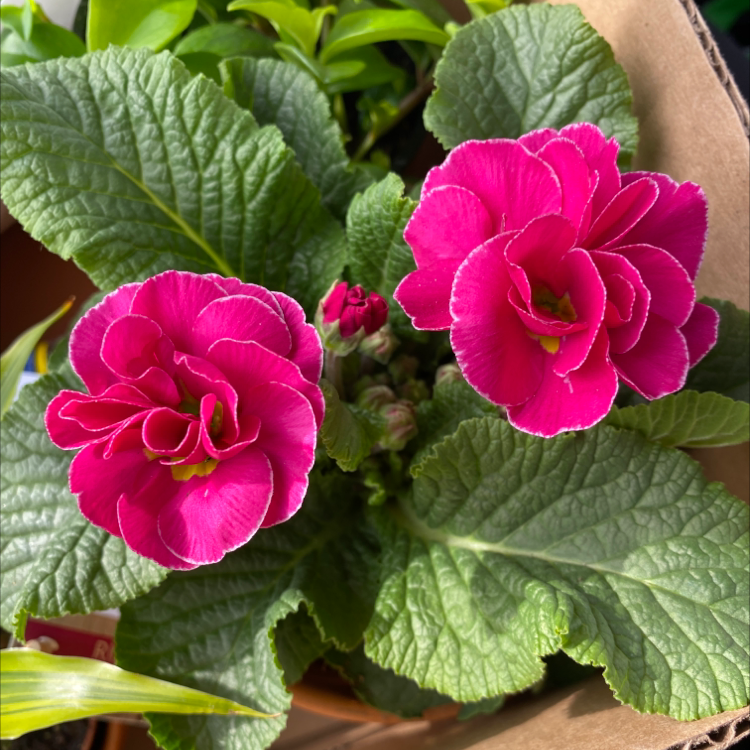 What Should I Do When Common Primrose Leaves Turn Yellow?