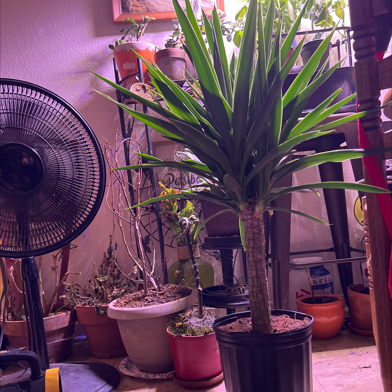 Blue-Stem Yucca Plant Care: Water, Light, Nutrients | Greg App 🌱