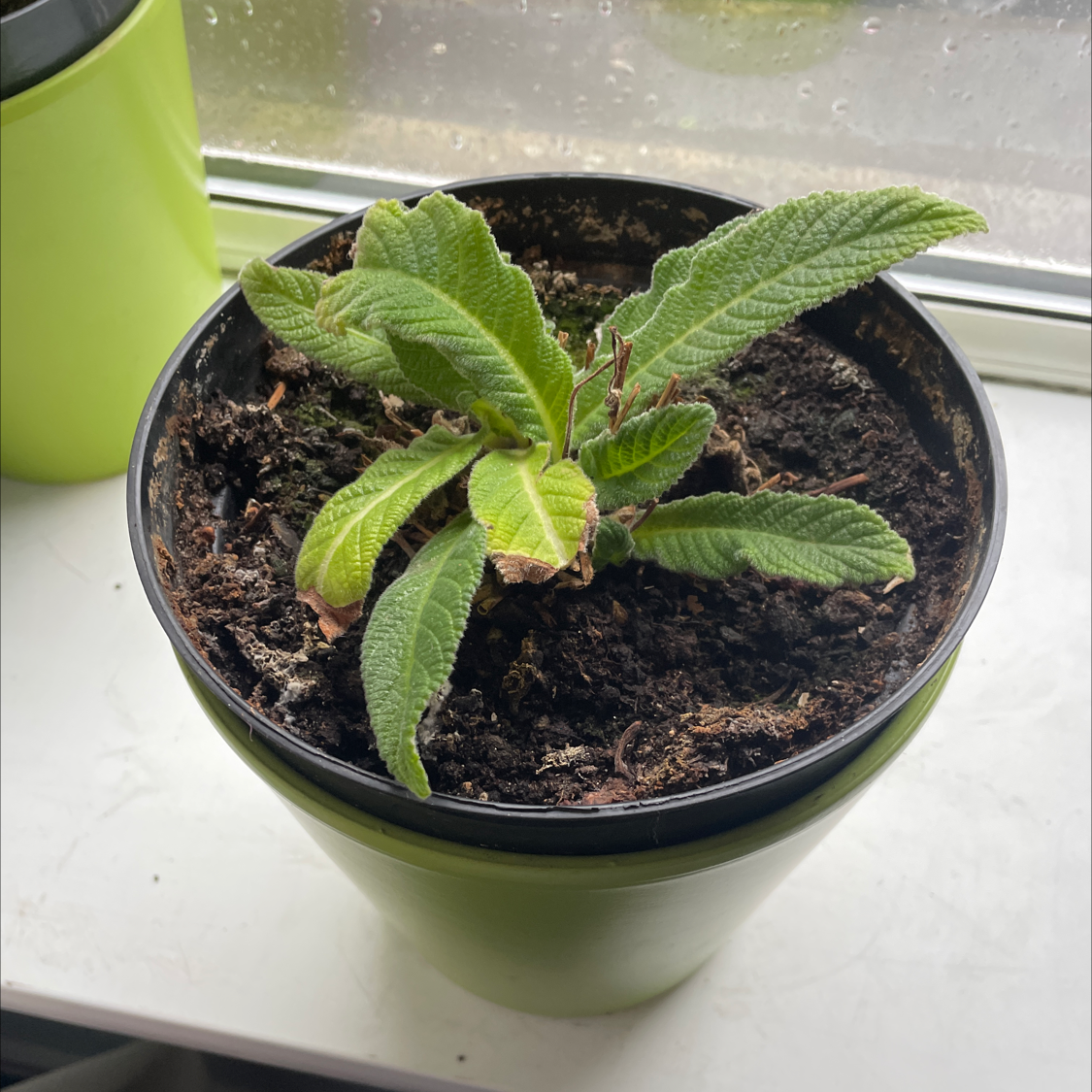 Leah | A plant by @LeadMayapple on Greg