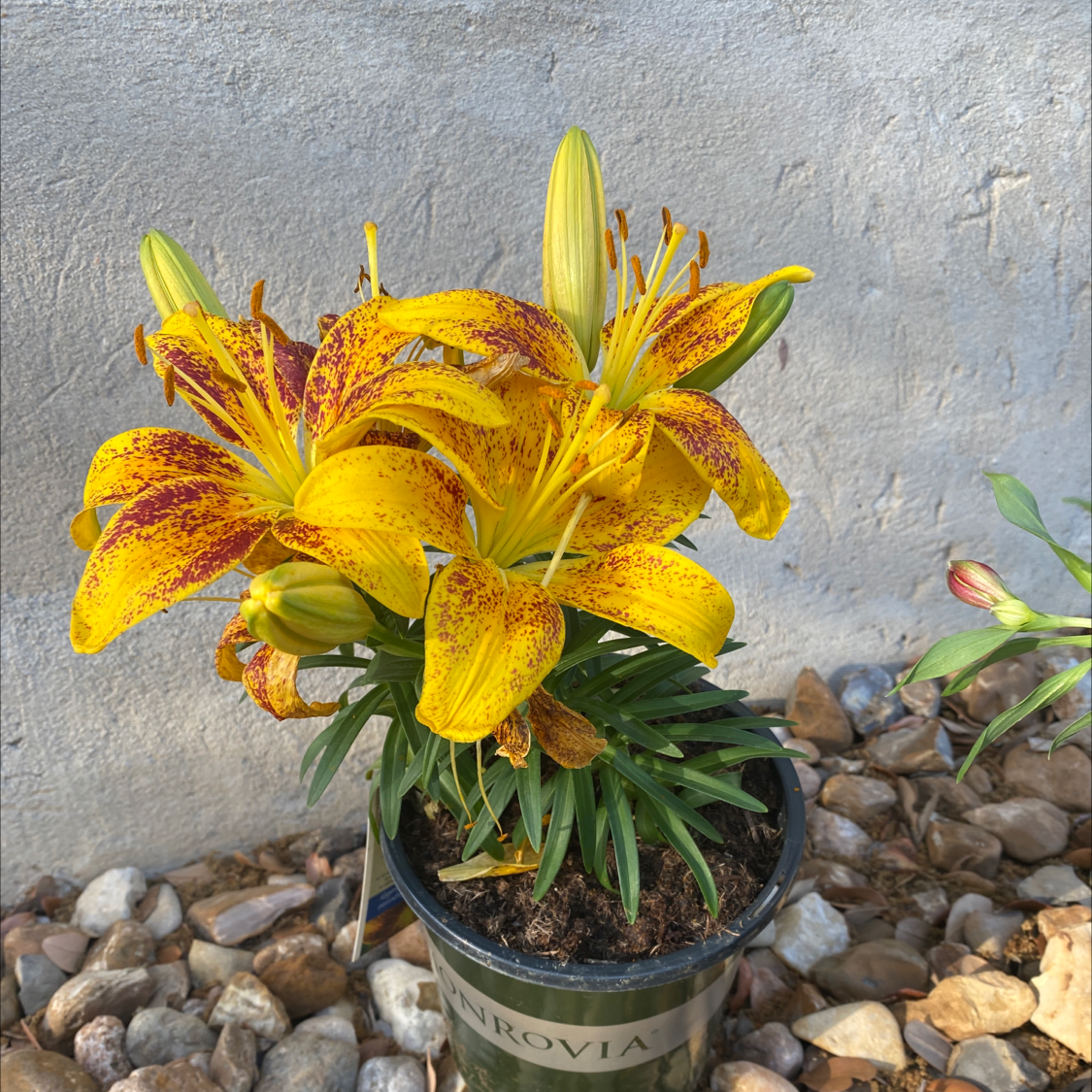 🐅 What Do Tiger Lily Flowers Mean?