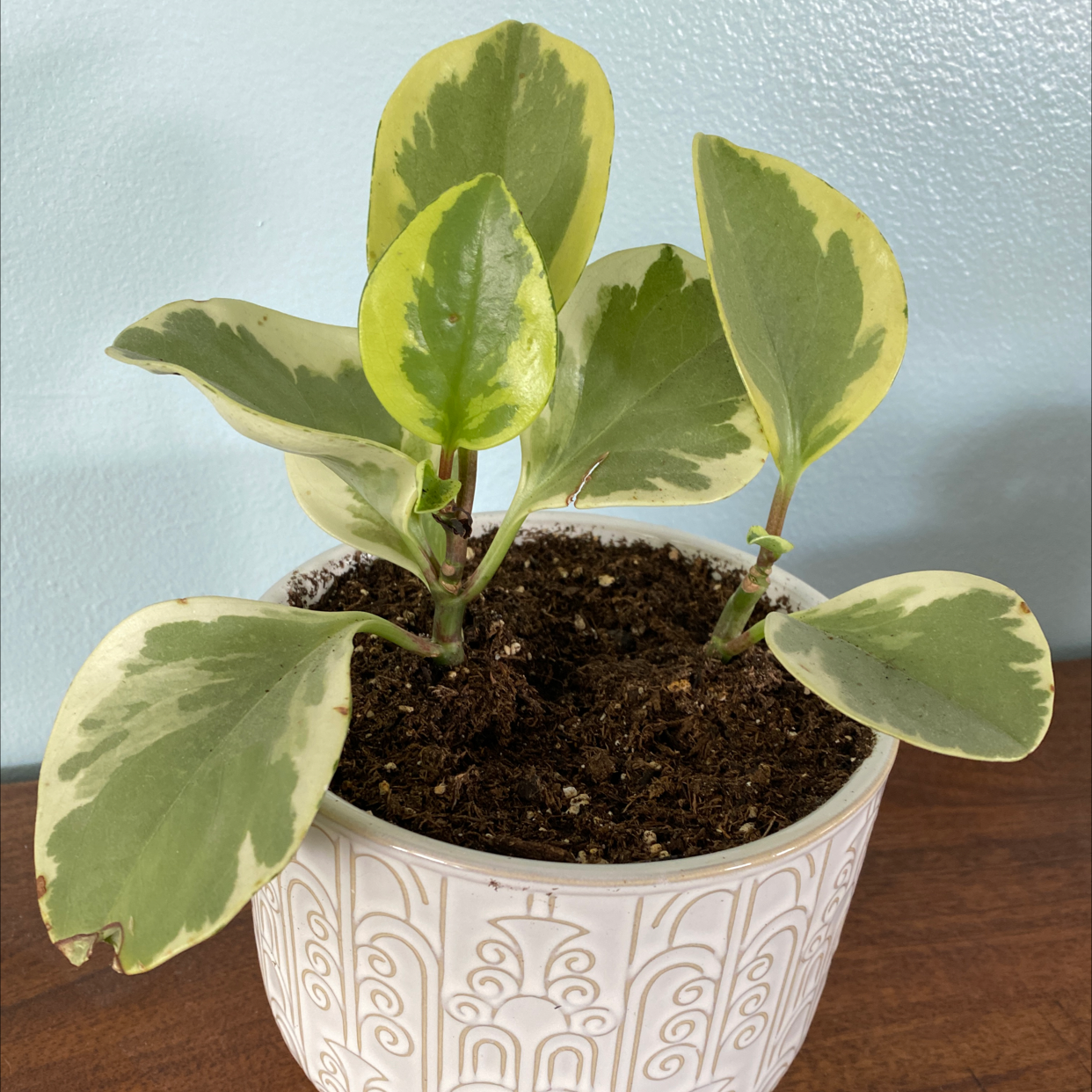 Lucy | A plant by @ProCobnut on Greg
