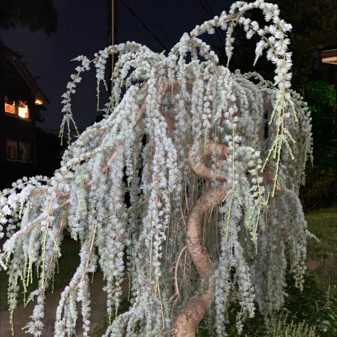 Propagating My Atlas Cedar: Step-by-Step Guide