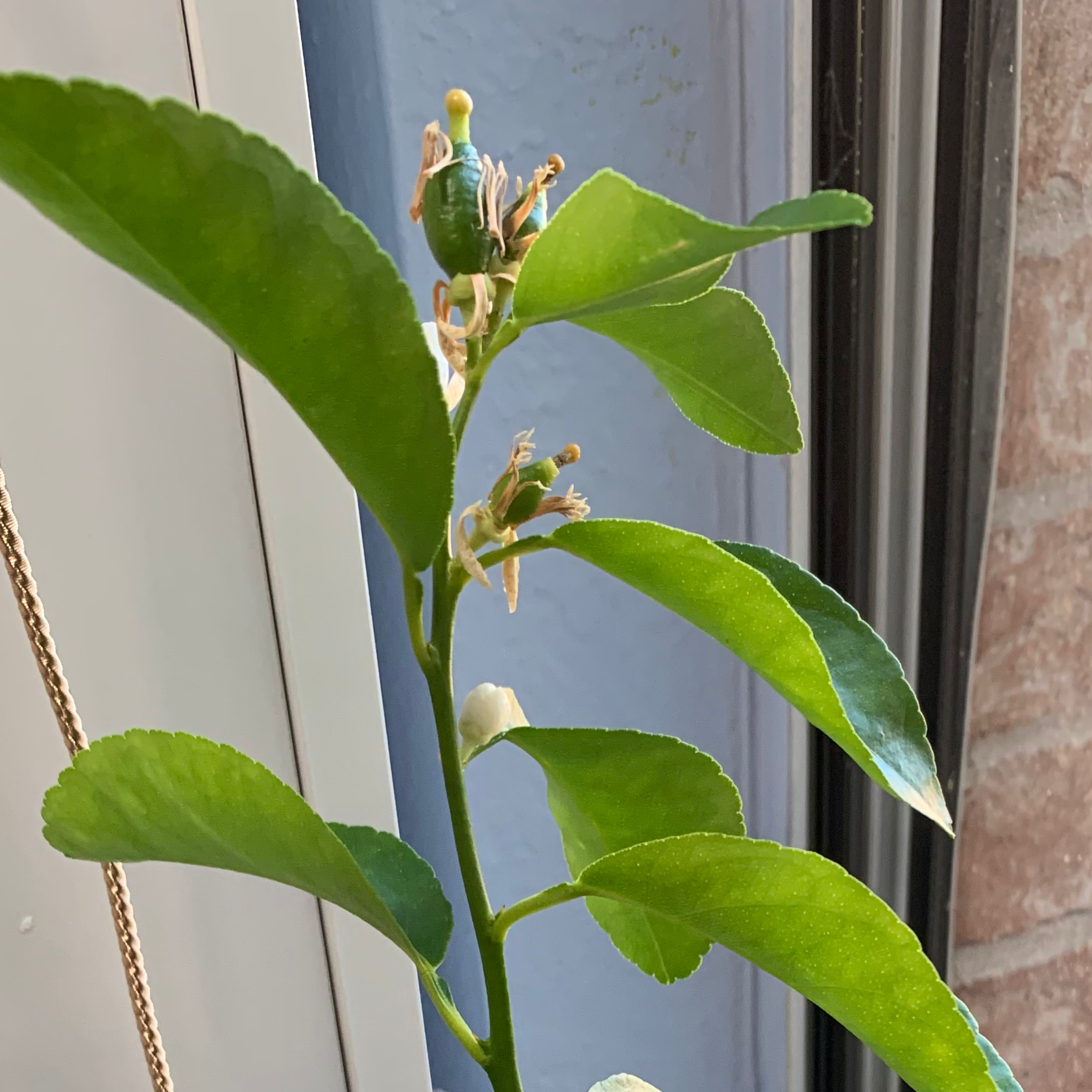 🍋 What Does It Mean When Persian Lime Blooms?