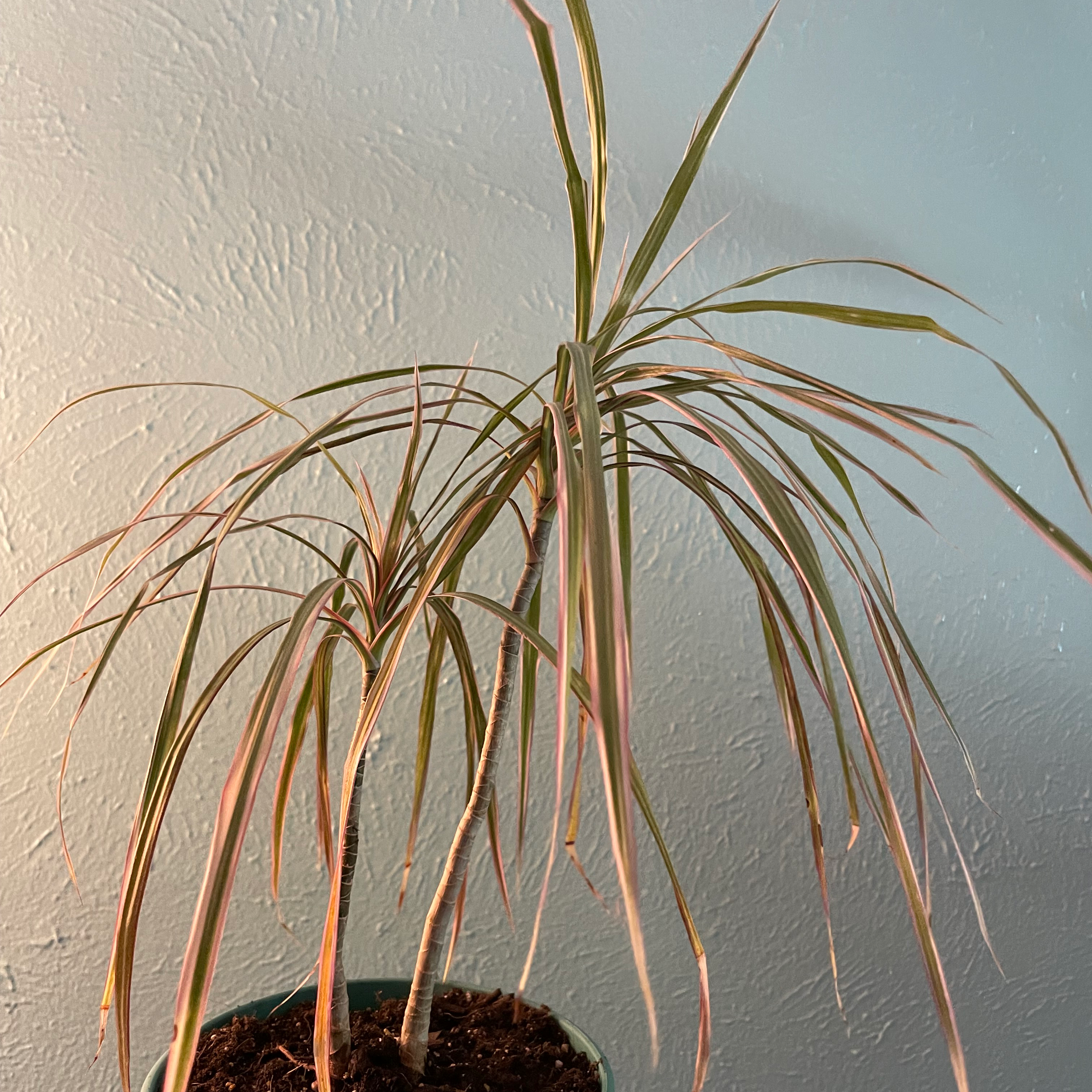 10 Benefits of Having a Madagascar Dragon Tree