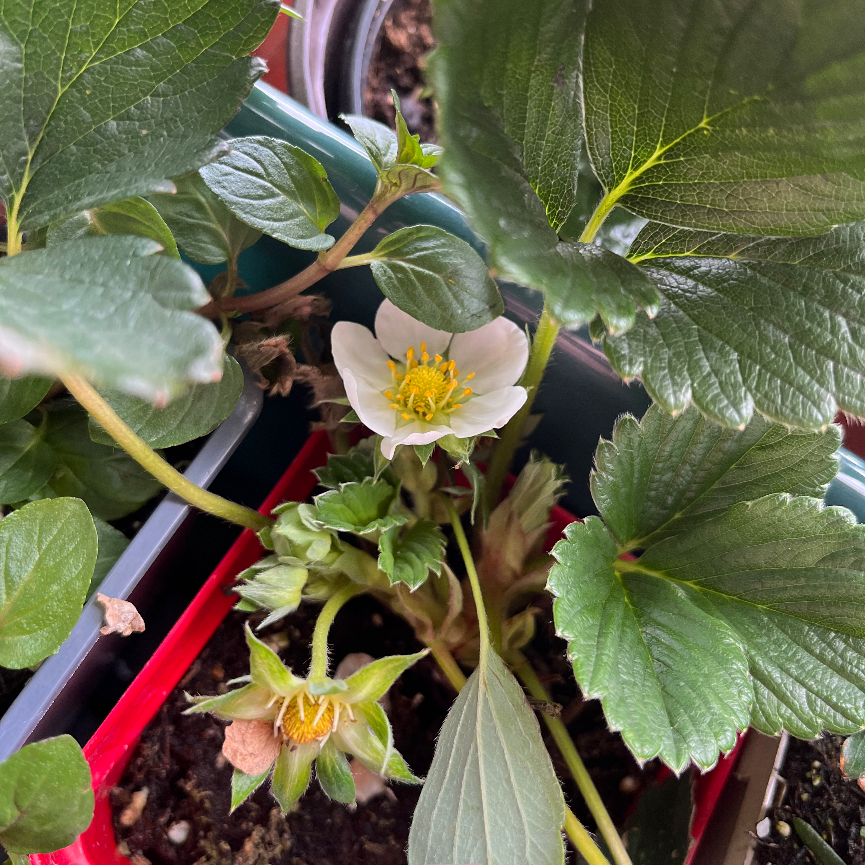 🐛 What To Do About Bugs on My Beach Strawberry?