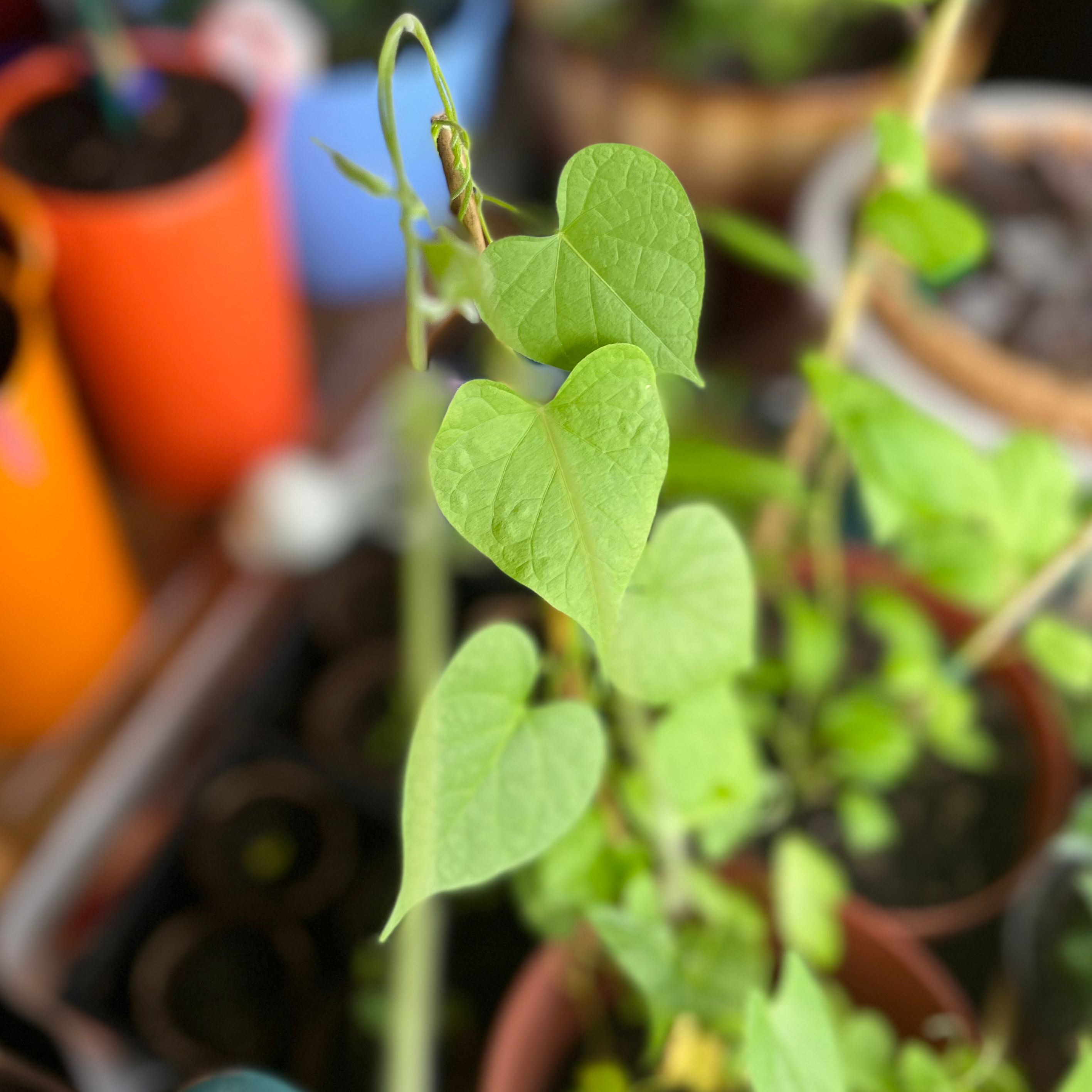 Propagating Common Morning Glory: Step-by-Step Guide