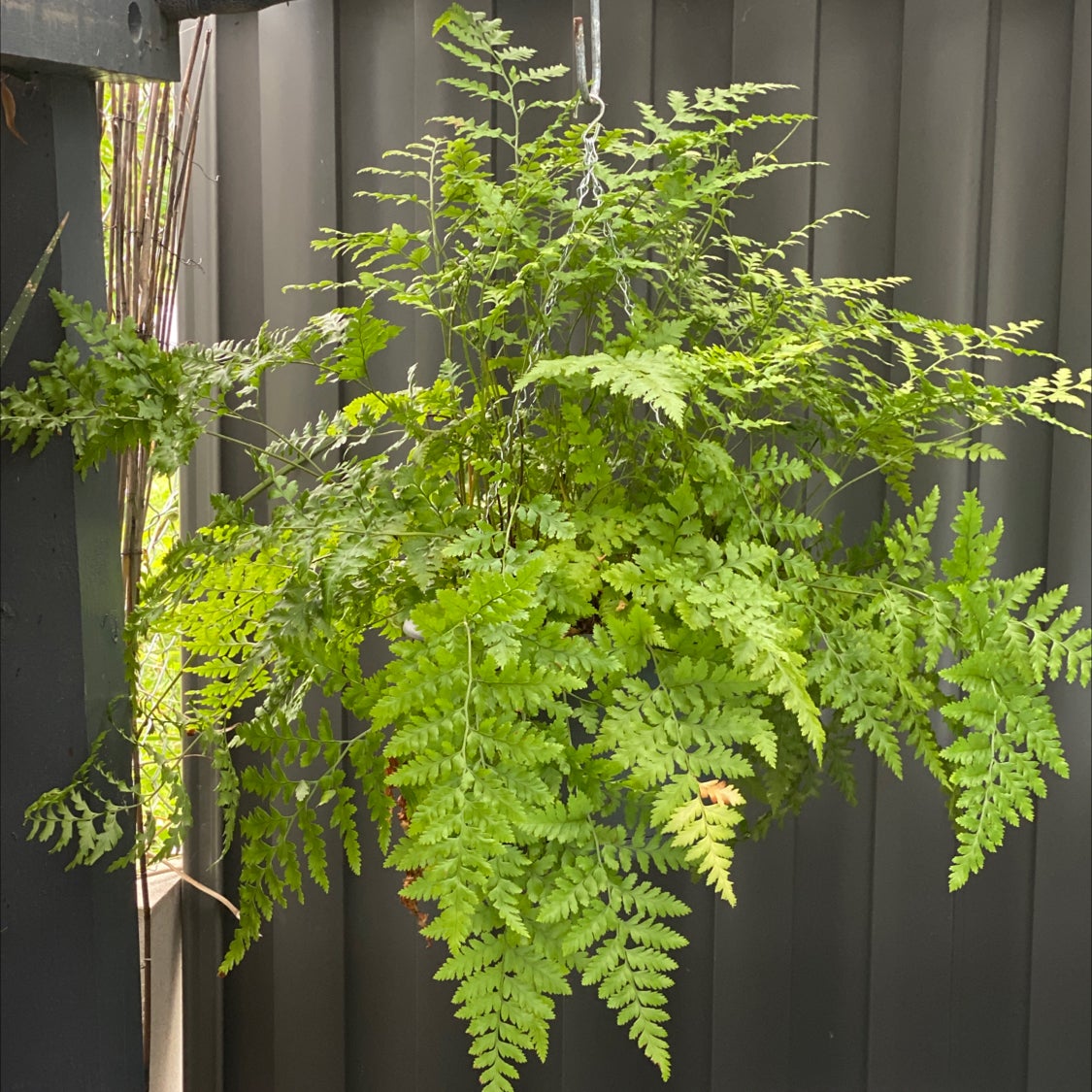 How To Fertilize Your Maidenhair Fern