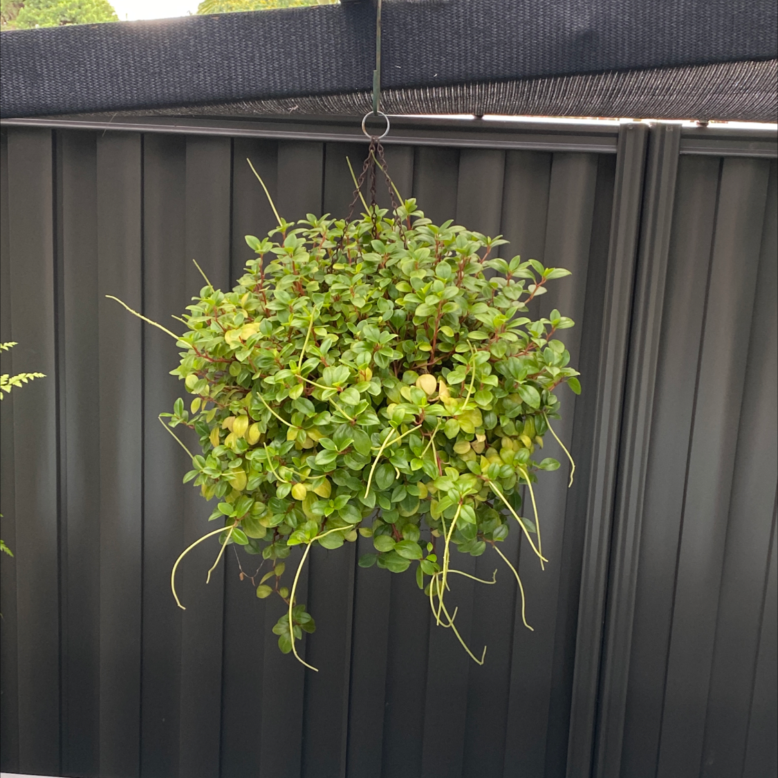 Black Spots on My Low Peperomia Leaves