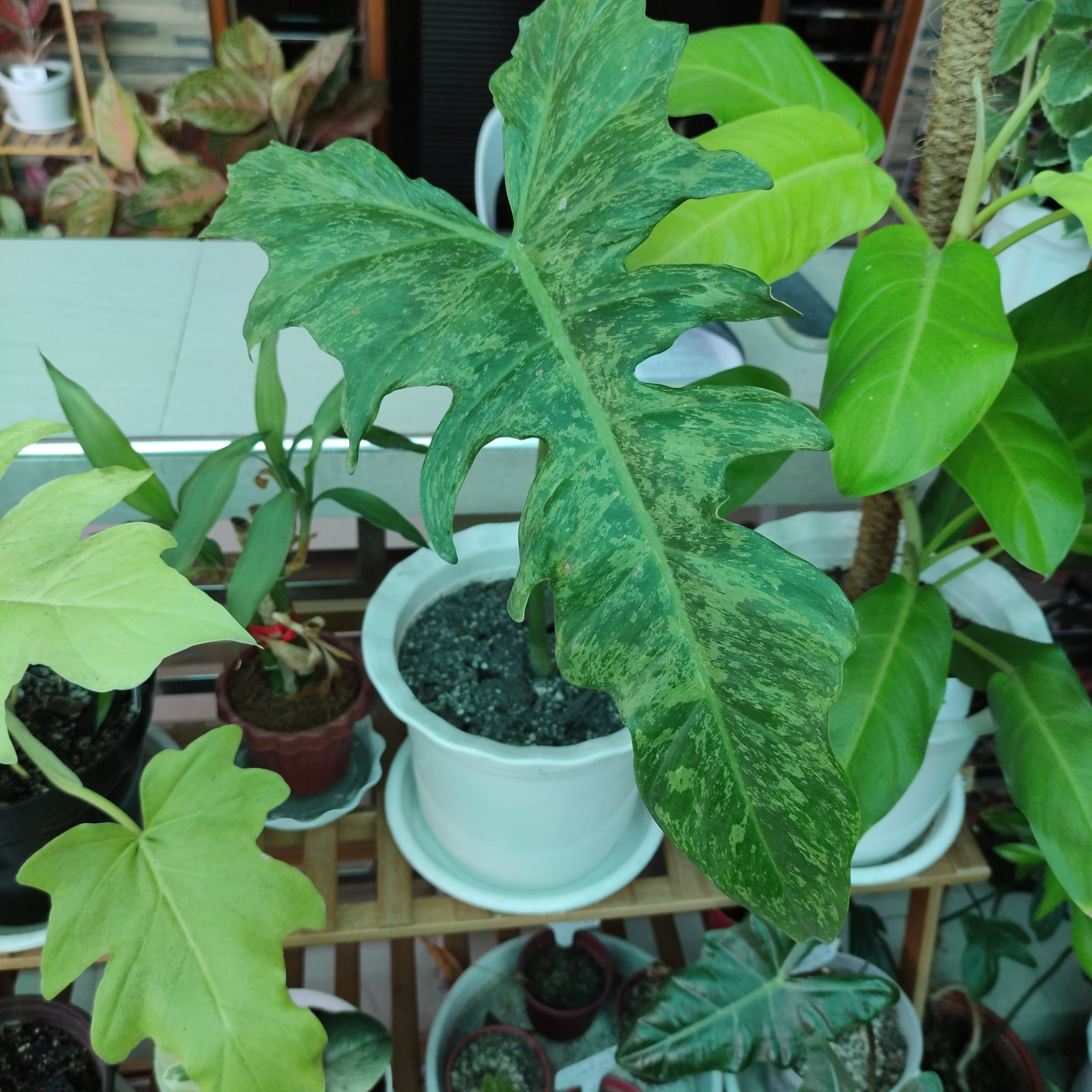 Why Are There Brown Spots on My Golden Dragon Philodendron?