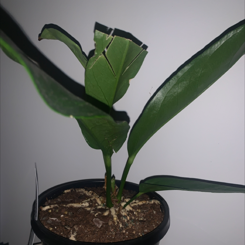 Keep Your Laceleaf Alive: Light, Water & Care Instructions
